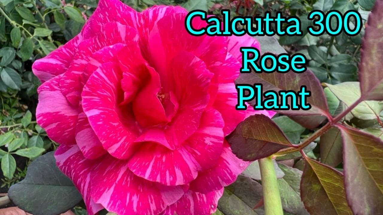 How to grow Calcutta 300 Rose plant in Tamil - YouTube
