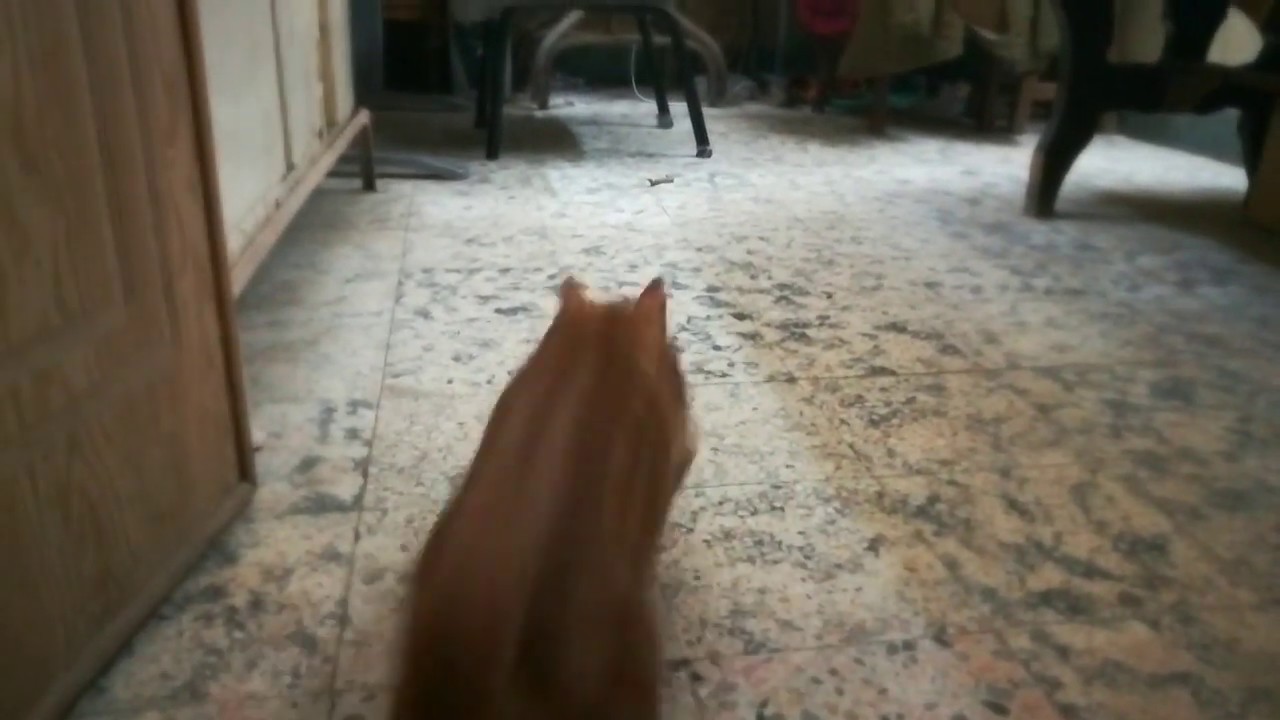 Cat Likes To Catch Dead Snakes - YouTube