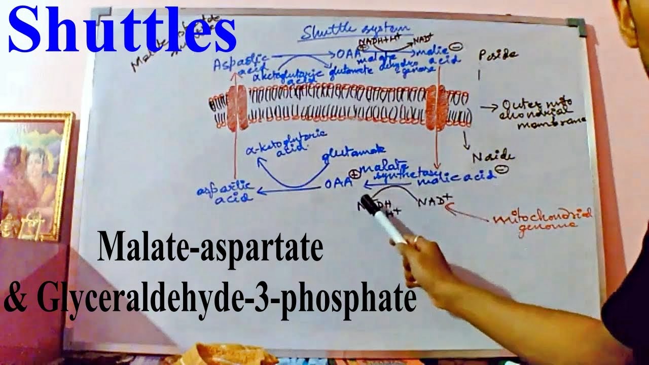 Biochemistry || Shuttles(FOOD TECH GATE-XL) - YouTube
