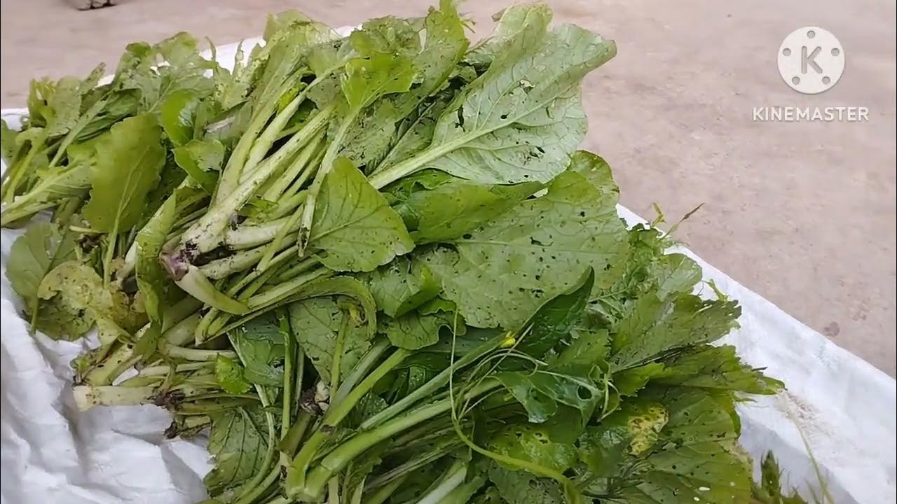 mus saib teb dib thiab des zaub - YouTube