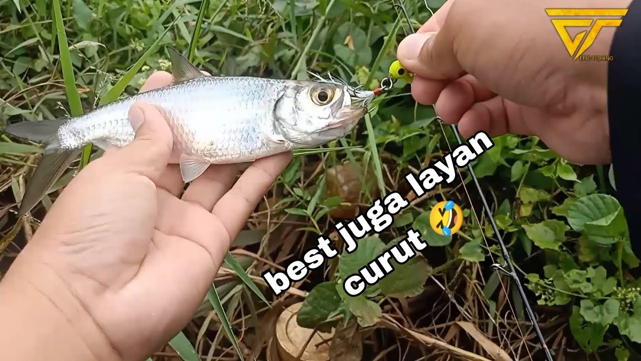 layan curut pun best juga | casting ikan bulan - YouTube