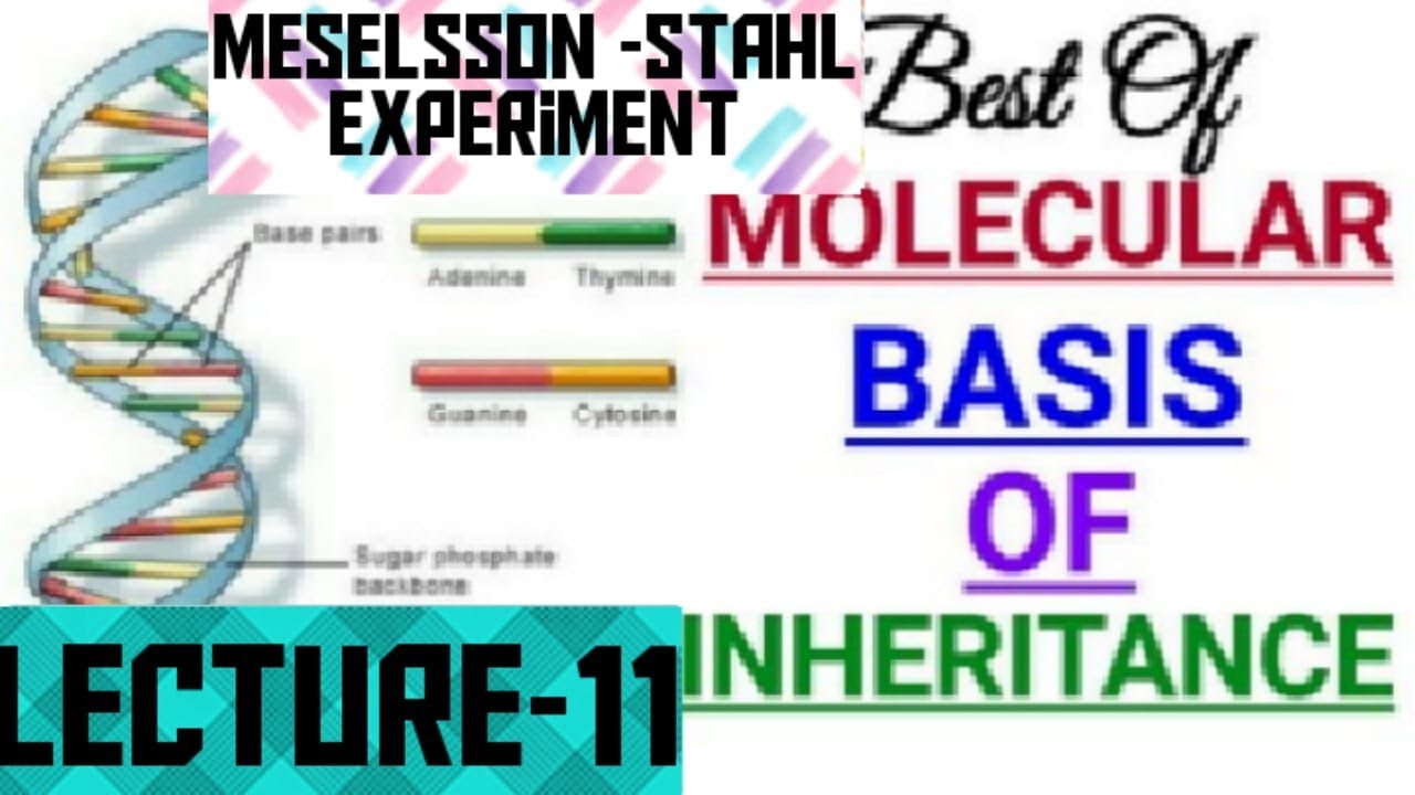 Meselson - Stahl experiment (Semiconservative DNA replication) L-11 ...