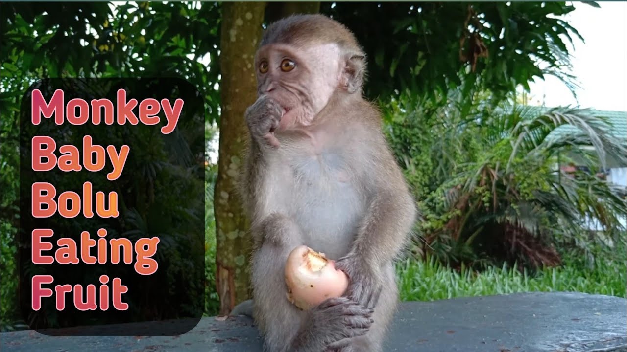 Monkey Baby Bolu Harvest Fruit In The Garden And Eat #babymonkeybolu ...