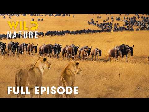 Lion Battle Zone (FULL EPISODE) | Survival in Savage Kingdom | Animal documentary