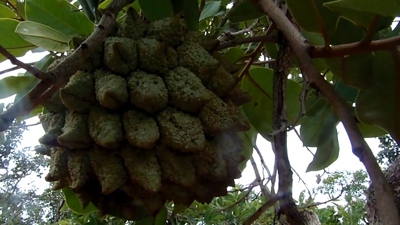 Araticum(panã) ou marolo uma fruta que contem diversas sementes - YouTube