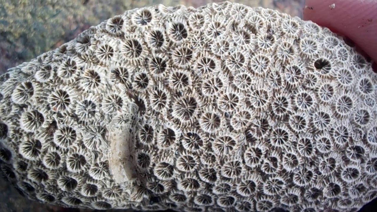 Devonian tabulate coral with a separate fossil in it Dec 17 2019 - YouTube