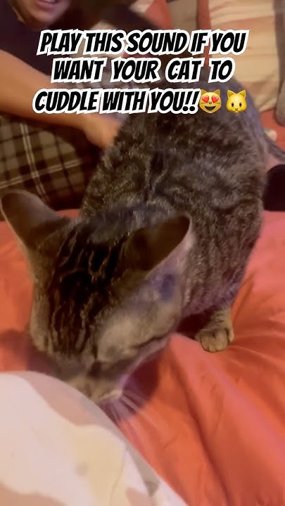 PLAY THIS SOUND if You Want You Cat to Come CUDDLE With YOU!! #catshorts #kitten #cuddles - YouTube