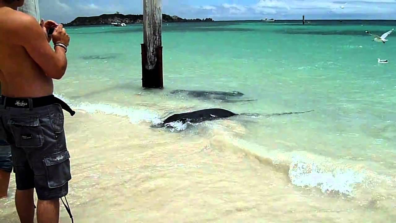 Stingrays visit Hamelin Bay, south of Perth, Western Australia - YouTube