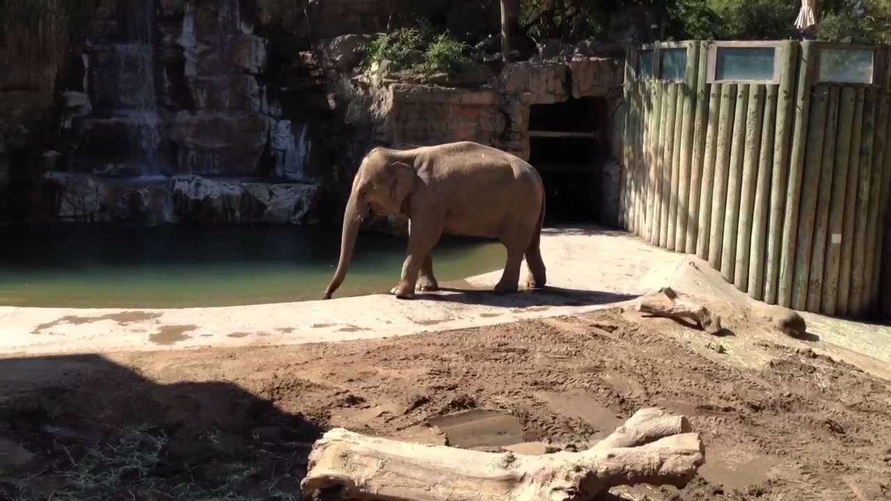 Elephant at Fresno Zoo 3 HD - YouTube