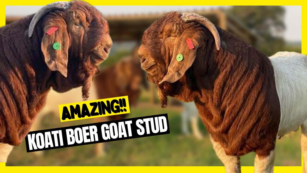 Boer Goat Breeders, Koati Boerbokke Genetics - YouTube