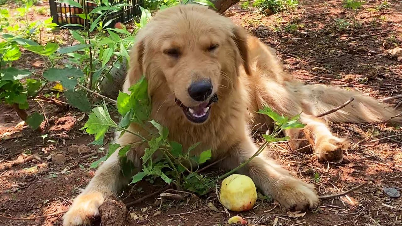 The Yard Is In Urgent Need Of Food And Funds, Dayao Can Only Work Hard ...