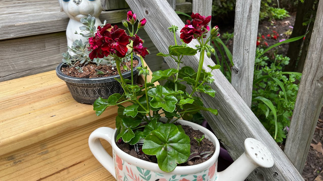 SEMBRANDO PLANTAS Y LIMPIANDO NUESTRA ENTRADA!!!! - YouTube