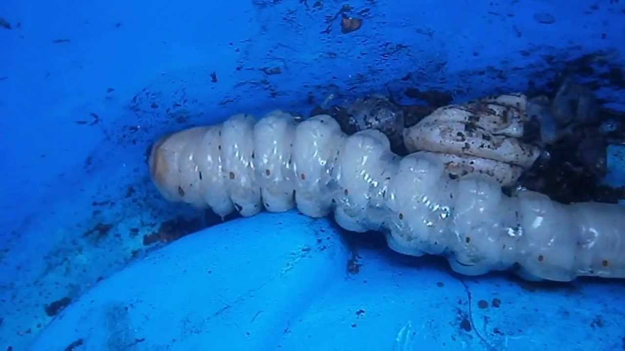 OAK TREE LARVA - YouTube