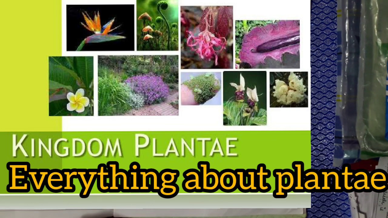 classifications of plants class 9th and 10th (kingdom plantae) - YouTube