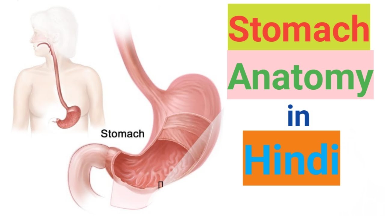 Stomach Anatomy Physiology In Hindi Sphincter Structure Stomach Anatomy Physiology In Hindi Sphincter Structure