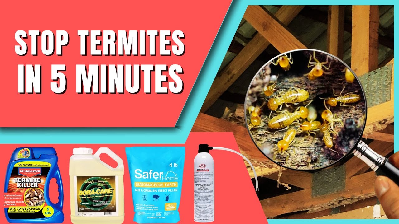 Best Termite Treatments -Proven Way to Get Rid Of Termite Infestation ...