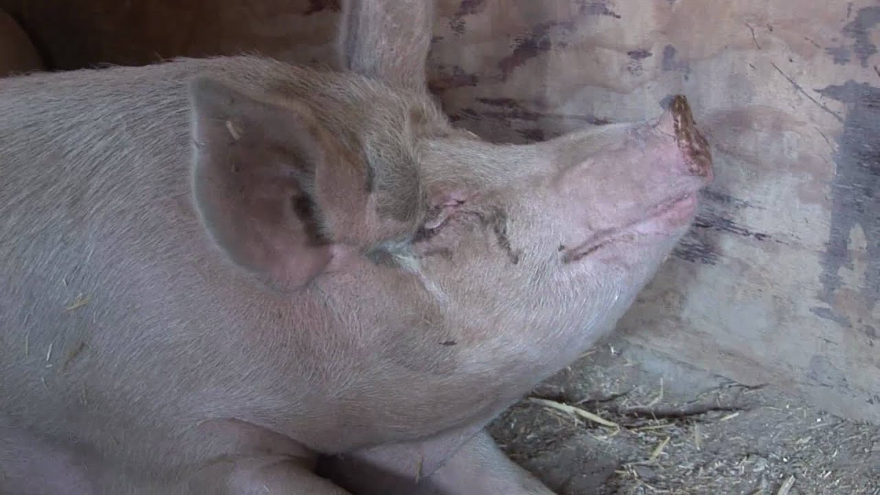 Pig Yawning Relaxing_Animal Acres - YouTube