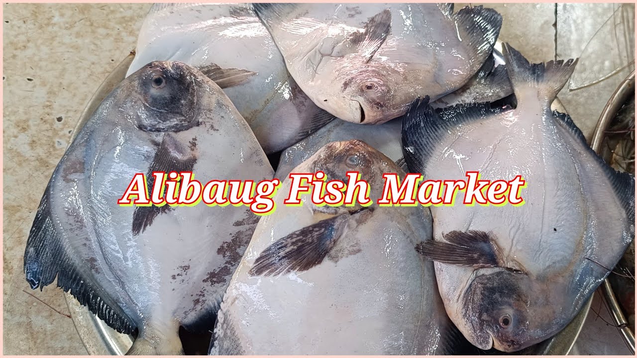 Alibaug Fish Market | अलिबाग फिश मार्केट dt. 06/04/2025 - YouTube