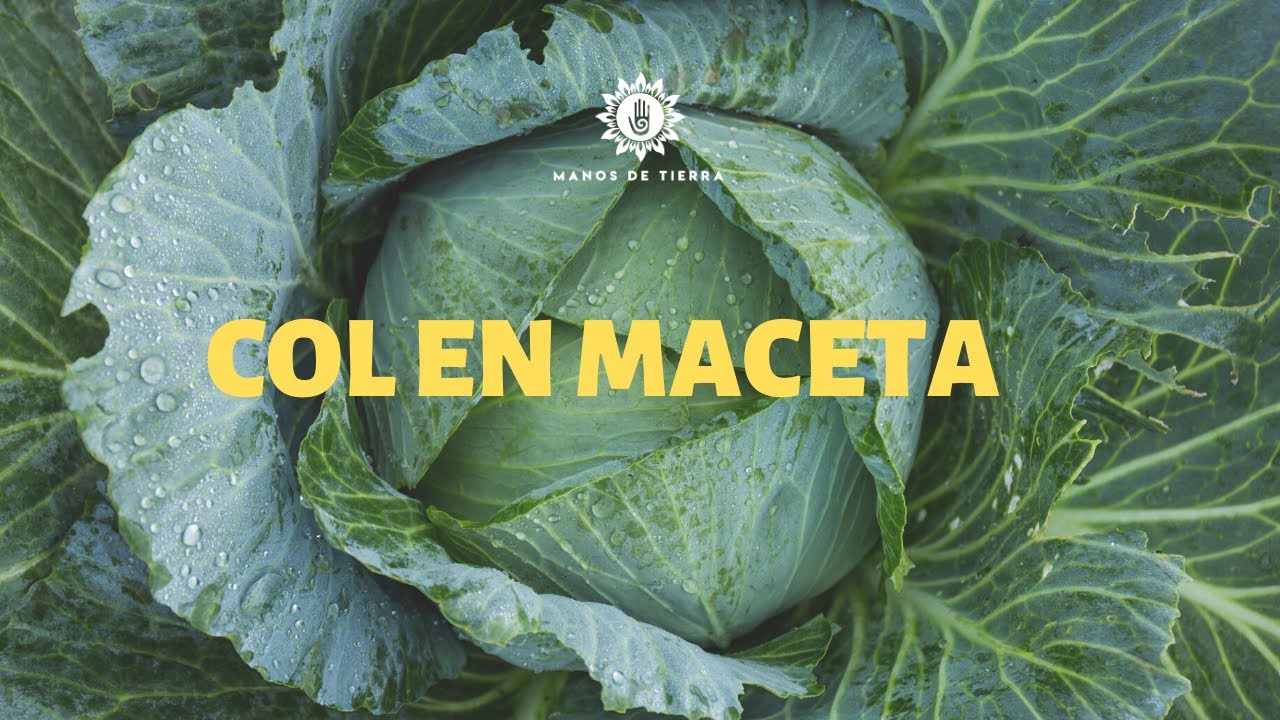 La Forma Mas FACIL De Sembrar COL- REPOLLO En Maceta/cultivo de repollo ...