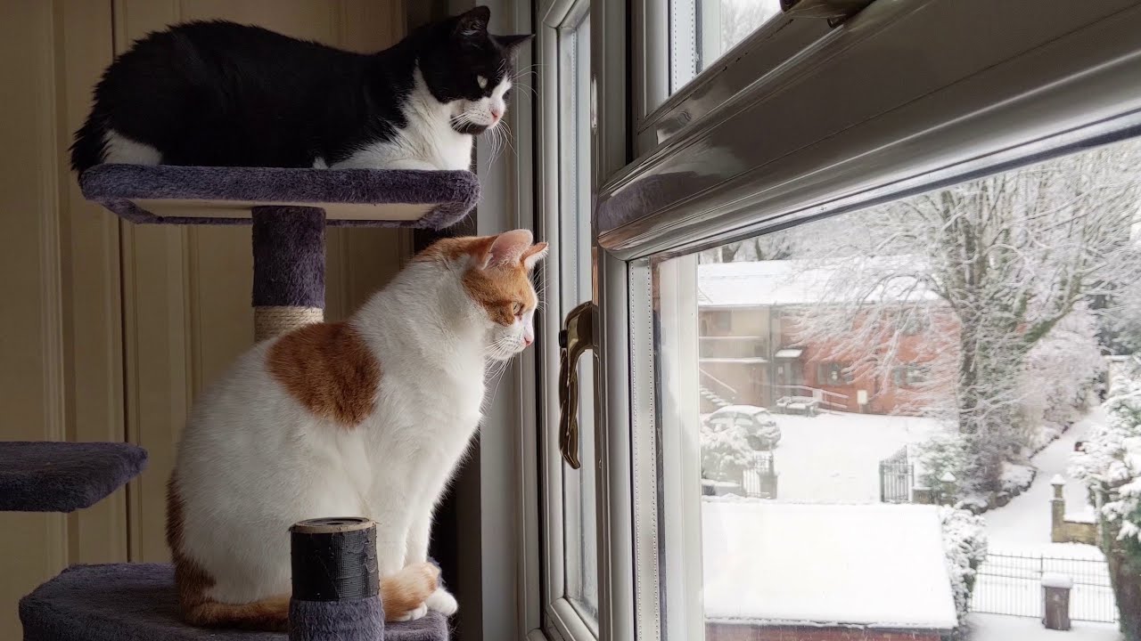 Cats Watching Snow Fall From The Window | 4K - YouTube