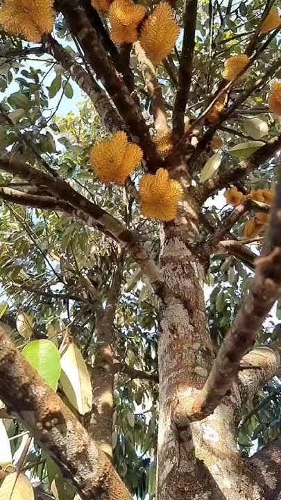 Paken,,, buah berduri yang mirip durian - YouTube