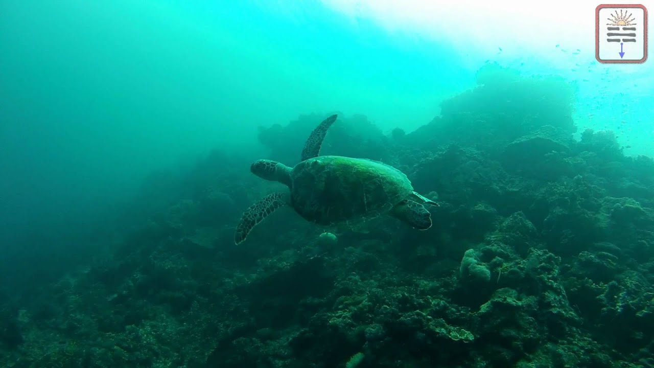 *HD* Freediving in Moalboal Cebu Philippines: How to Freedive with Sea ...