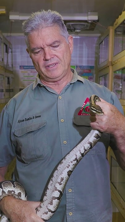 Ball pythons in the Wild #ballpythons #snake #reptiles - YouTube