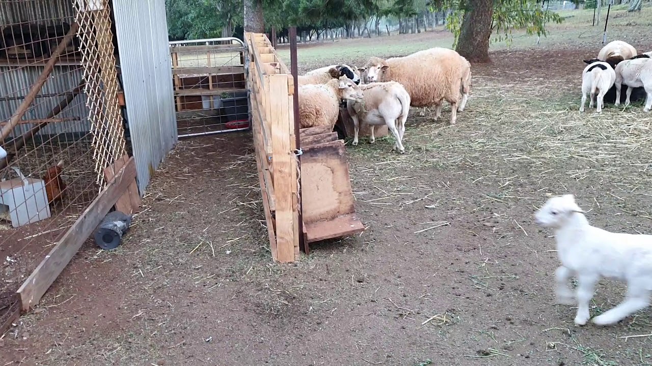 Chasing chickens - YouTube