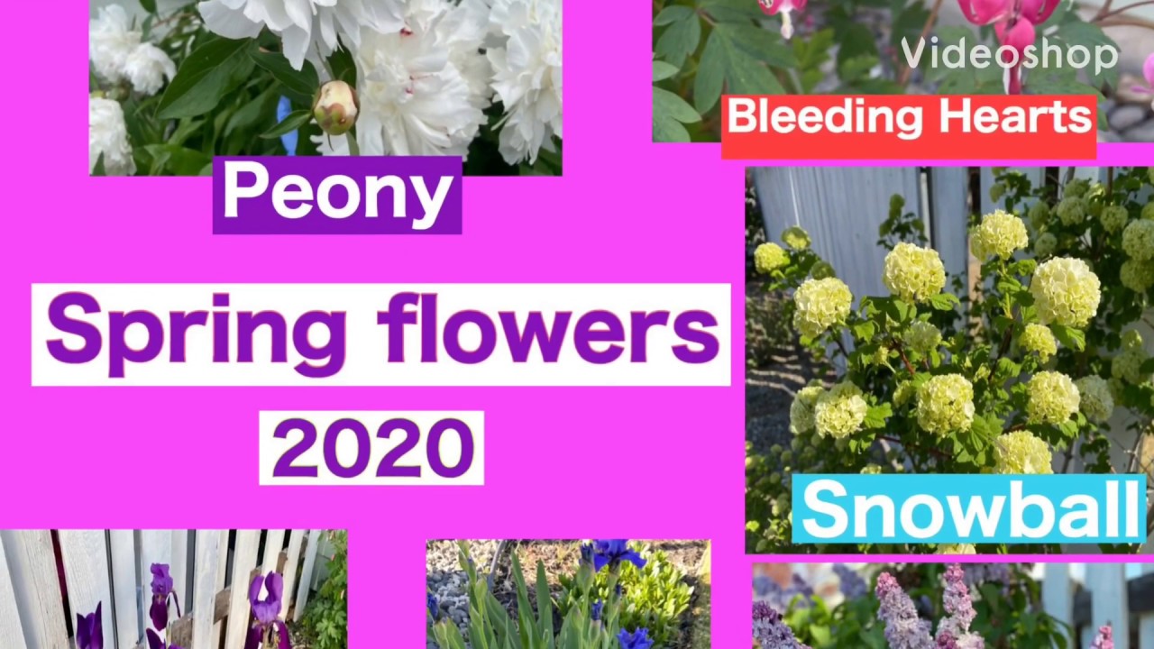 Spring Flowers 2020 I Spring Flowers in my Yard - YouTube