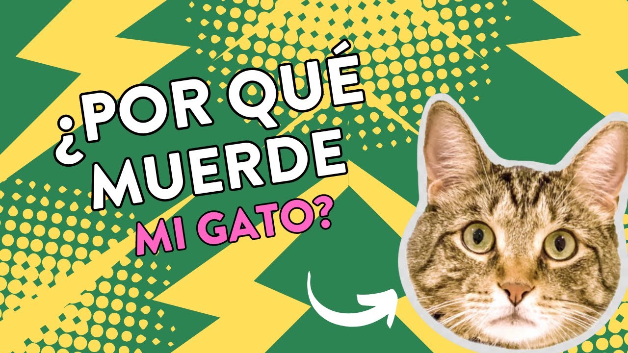¿Por qué el gato me ataca? - YouTube