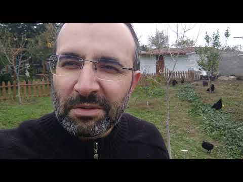 Tavuklar Kışın Yumurtlar mı? / Kışın Tavuk Yumurta Verimi   Tavuk Bakımı