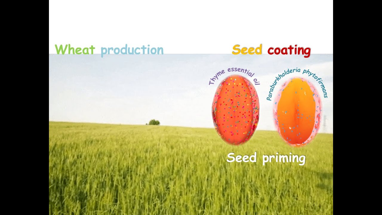 seed biopriming and chemical priming - YouTube