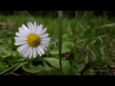 Hülya Bozkaya - Olur Mu Cahil (Secde bilmez Cem bilmezsin)