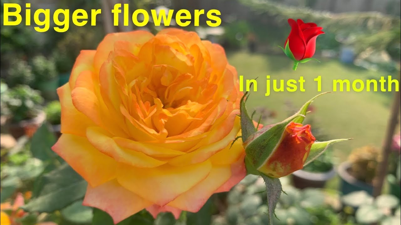 Get Bigger ROSE Flower in just 1 month | Tips for Giant Rose| Care ...