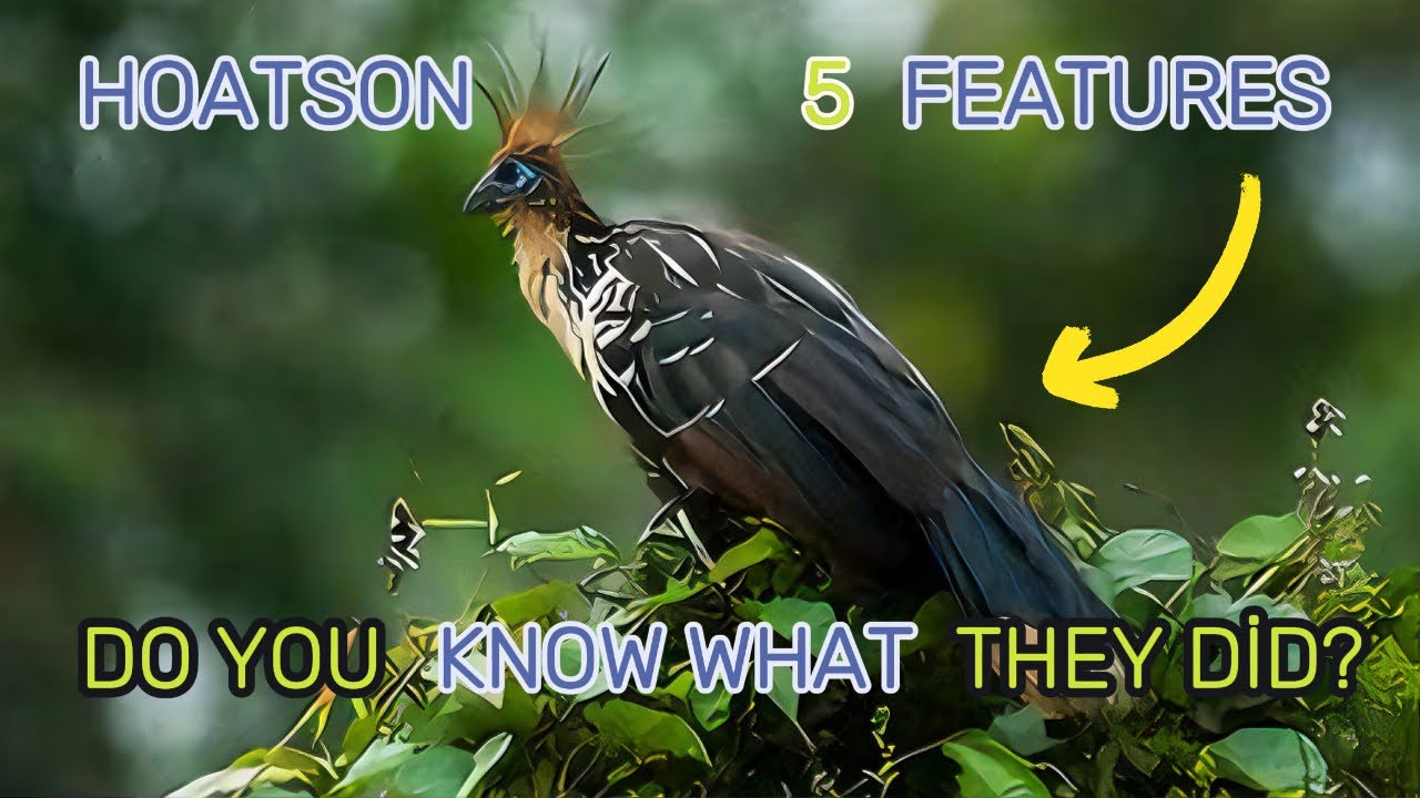 Ghost Animals? Meet the Hoatson! 2024/ animals unknowns - YouTube