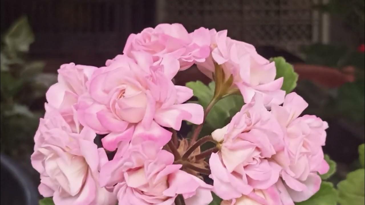 Пеларгония ЮВ Звезда Водолея - YouTube