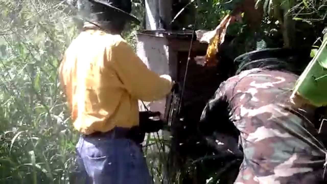 Bee extraction - YouTube