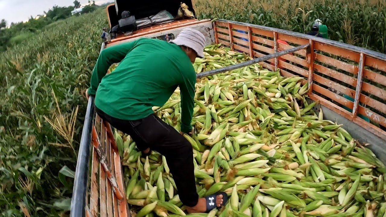 HARVEST NA NG MGA MAIS - YouTube