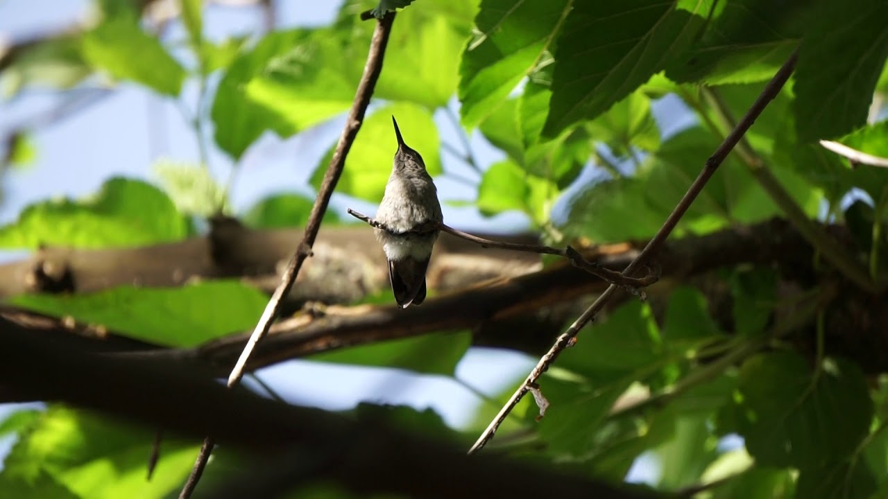 Day 5 fledgling hummingbird - YouTube