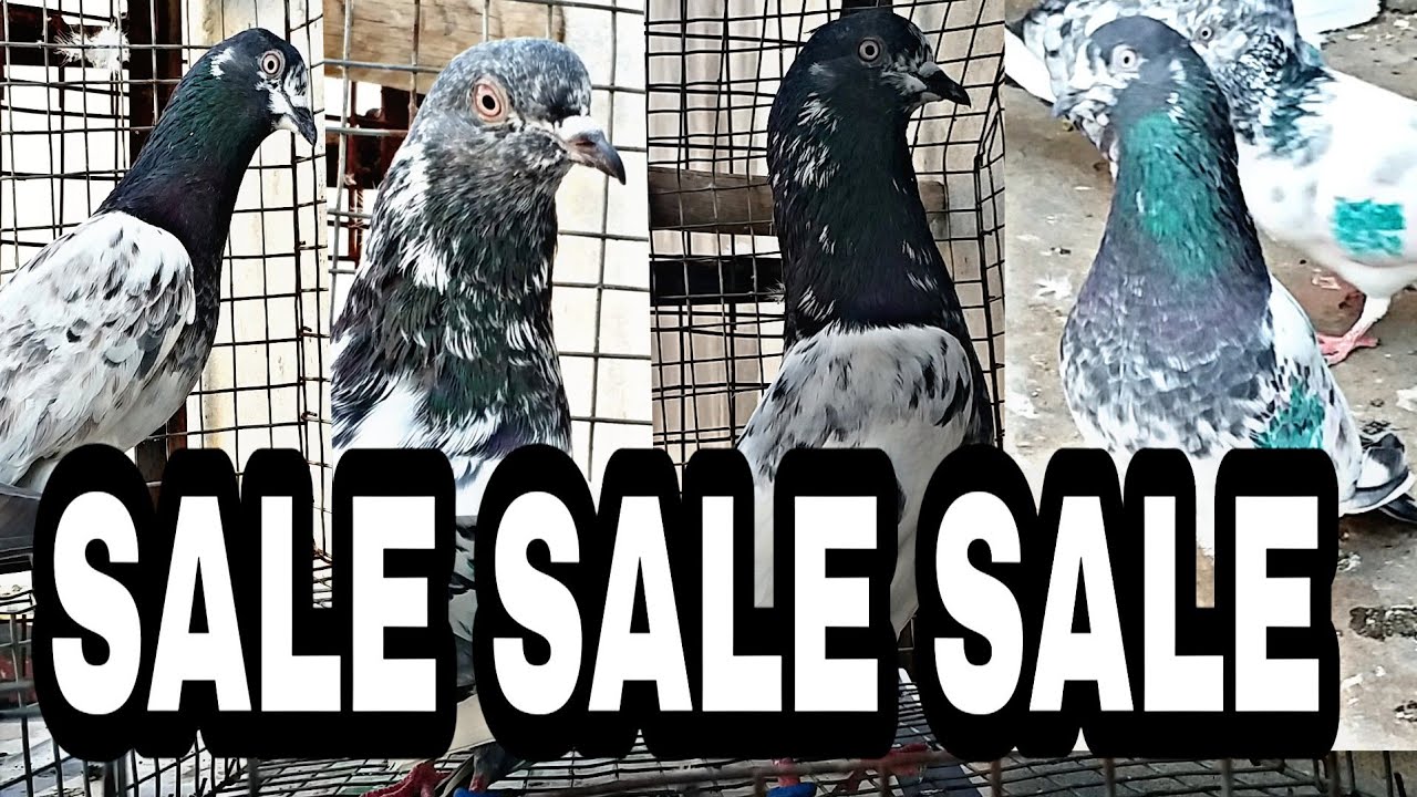 Pakistani Kabutar For Sale At Bhopal Pigeons 15 October - YouTube