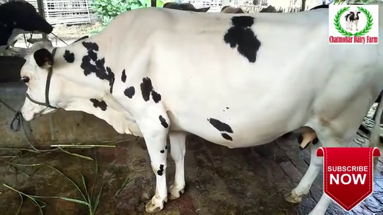 1657 no high quality frijian cow for sale chatmohar dairy farm . 01759-413471 - YouTube