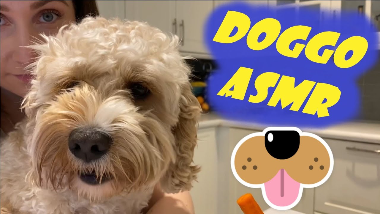 DOGGO ASMR - Benji Eating Carrots POG - YouTube