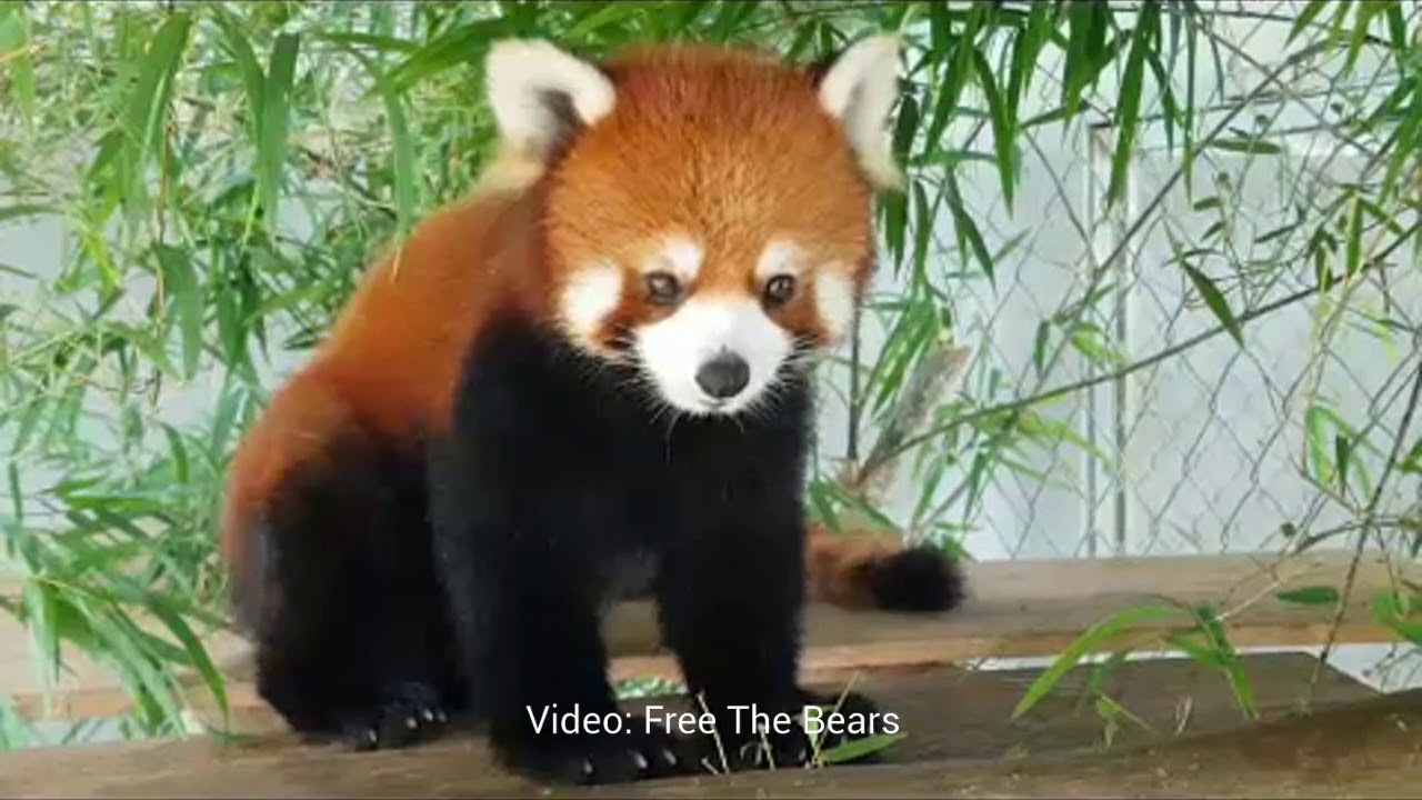 Free The Bears - Saved Red Pandas in Laos are recovering - YouTube