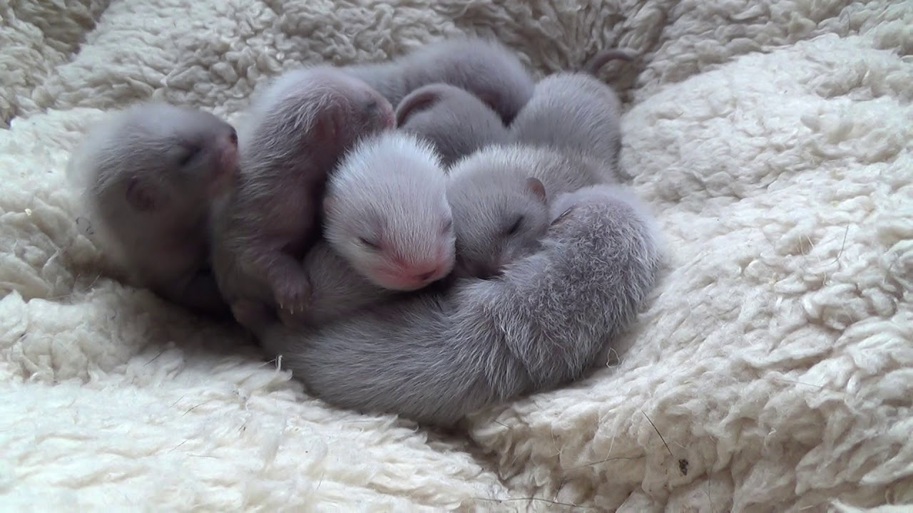 11 päevased Loodusjõud / 11 days ferret cubs - YouTube
