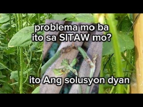 paano macontrol Ang UOD sa SITAW:paano magparami ng BUNGA sa SITAW # ...