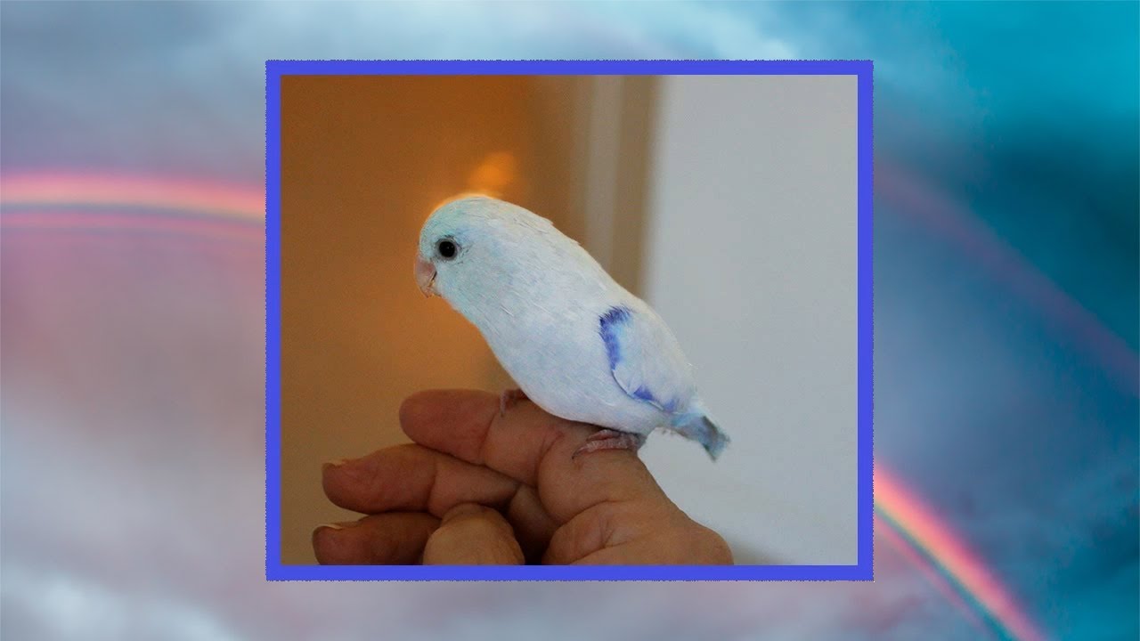 Sleek Light Blue Pastel Male Parrotlet by Fly Babies Aviary - YouTube