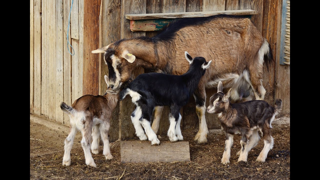 Goat Bleating - Sound Effect - YouTube