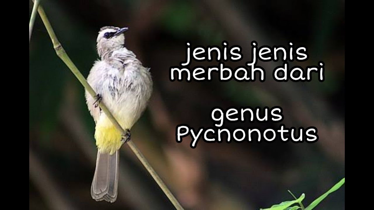 Jenis jenis burung merbah - YouTube