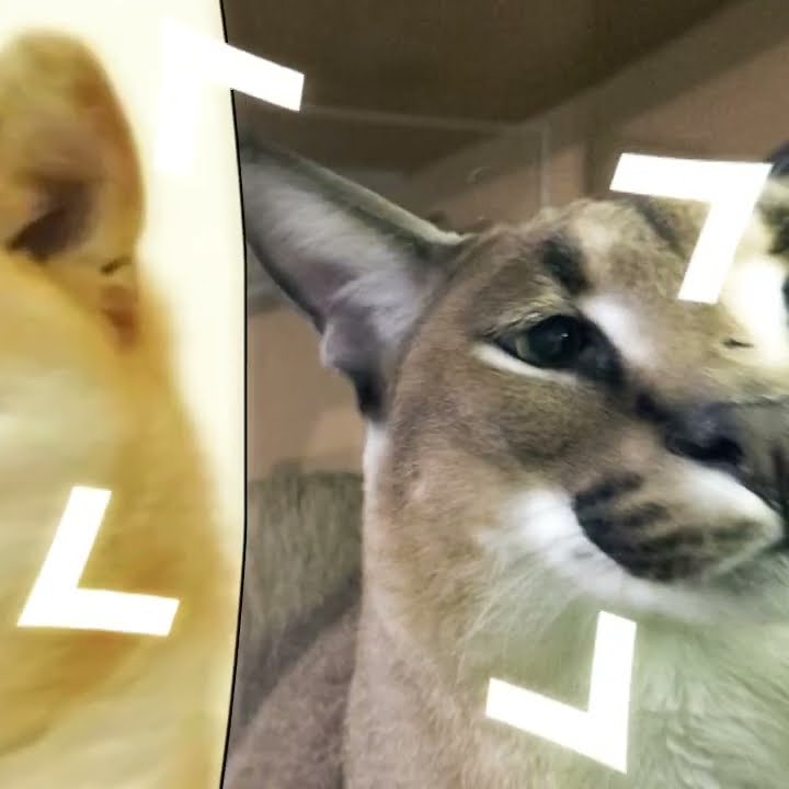 floppa doge bingus Maxwell cat cheems pop cat beluga sogga edits # ...