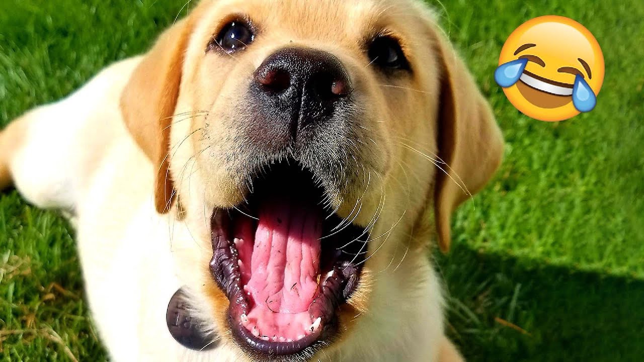 The Best Funny Animal Videos Make You Unable To Stop Laughing ...